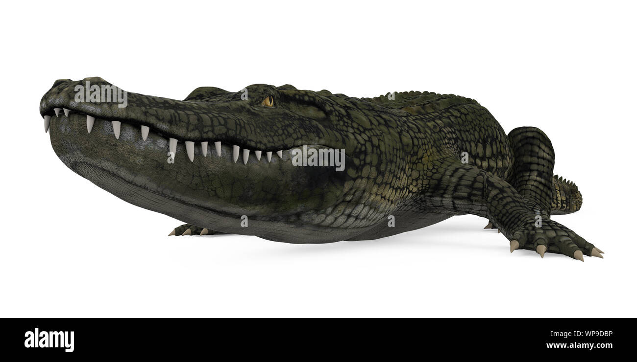 Crocodile Alligator Isolated Stock Photo - Alamy