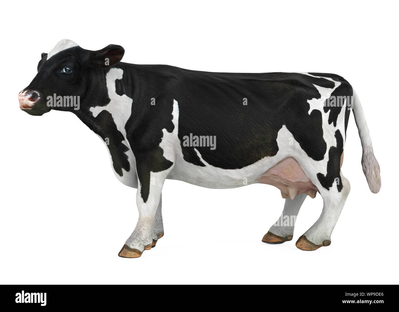 Hereford cow Cut Out Stock Images & Pictures - Alamy