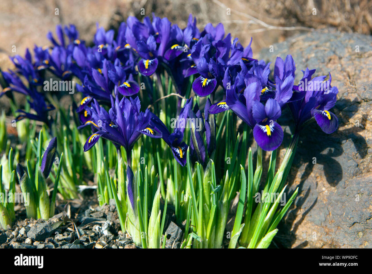 Iris reticulata Pixie Stock Photo - Alamy