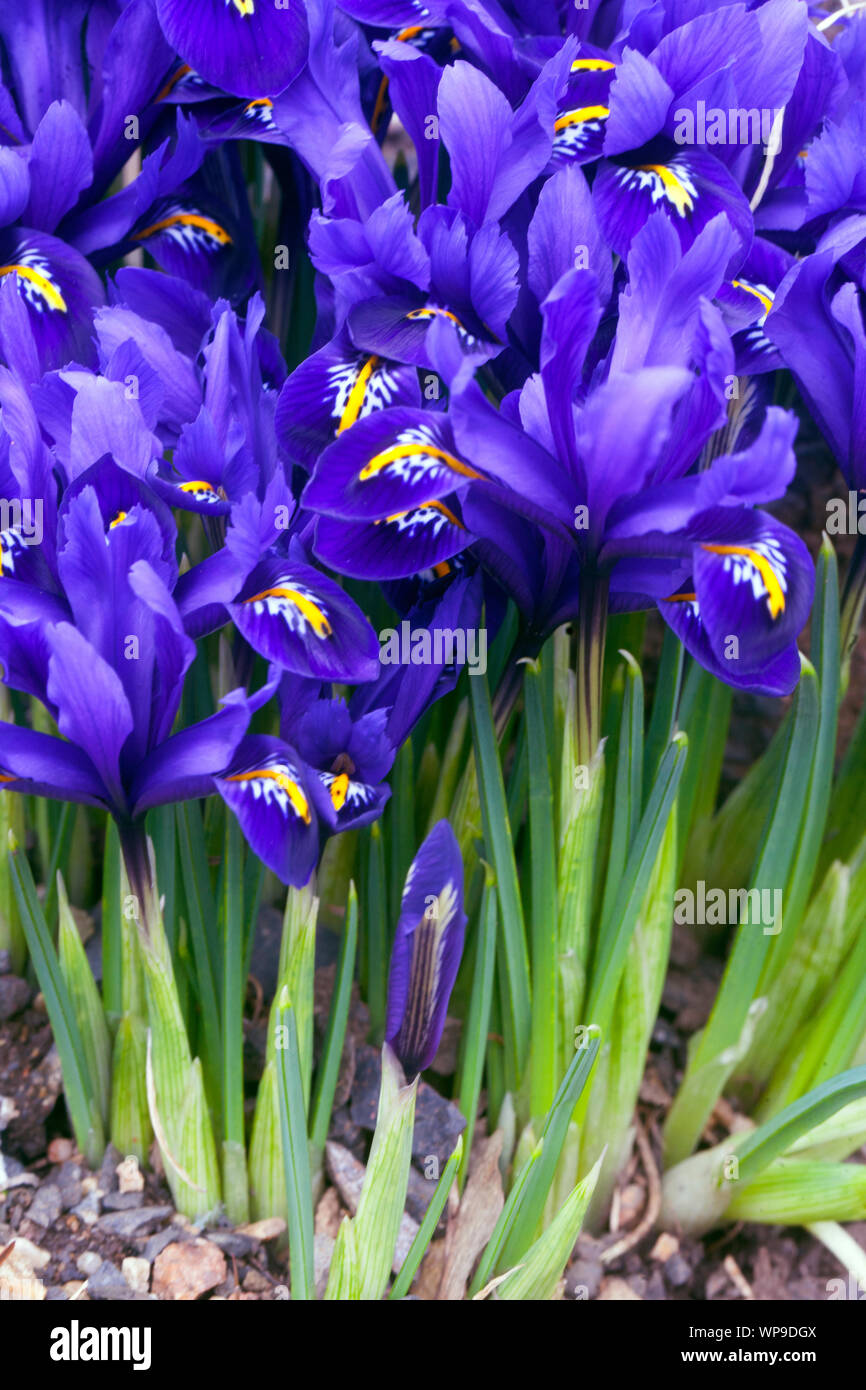 Iris reticulata Pixie Dwarf iris flower Stock Photo - Alamy