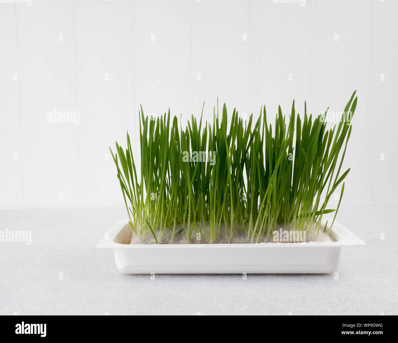 pet grass, cat grass, Chives Stock Photo - Alamy