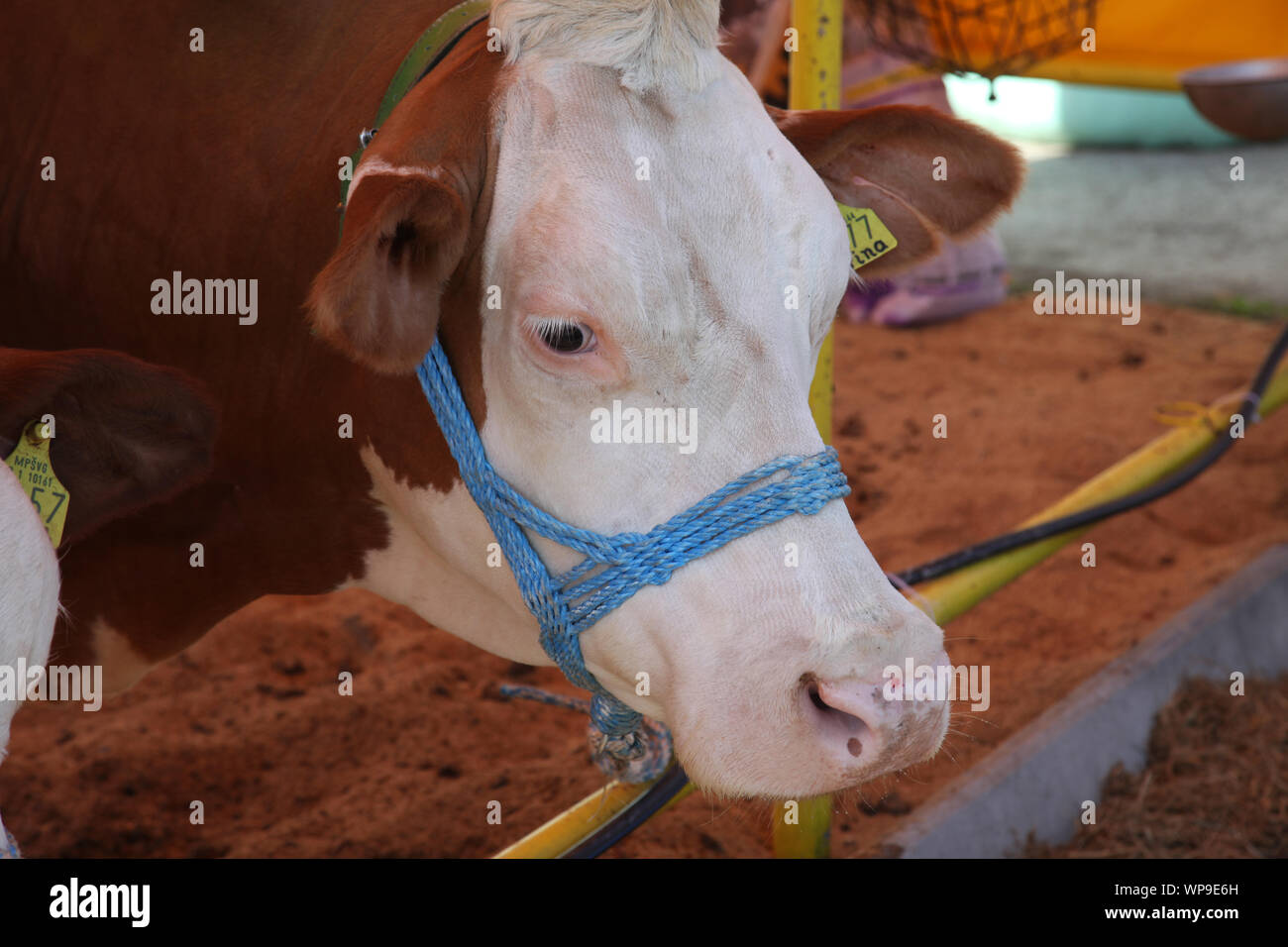The cow in the barn at the fair in Bjelovar, Croatia Stock Photo - Alamy