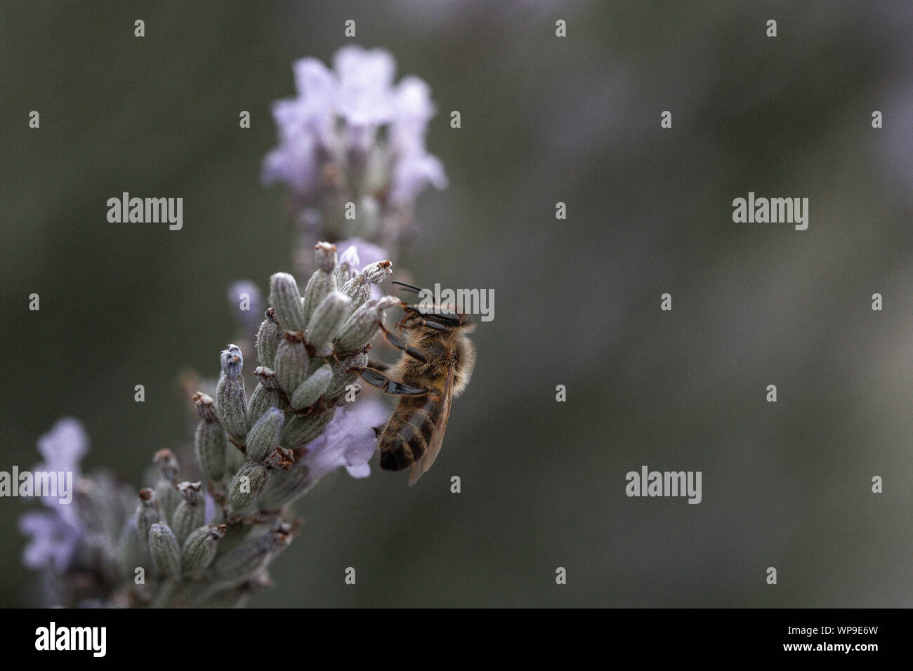 Fat bumble bee hi-res stock photography and images - Alamy