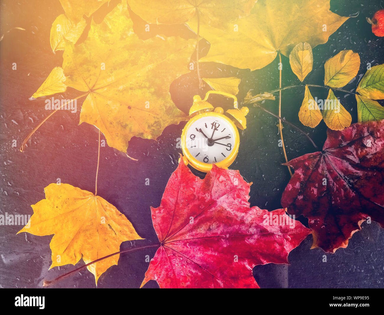 retro yellow clock and yellow autumn leaves on a black background ...