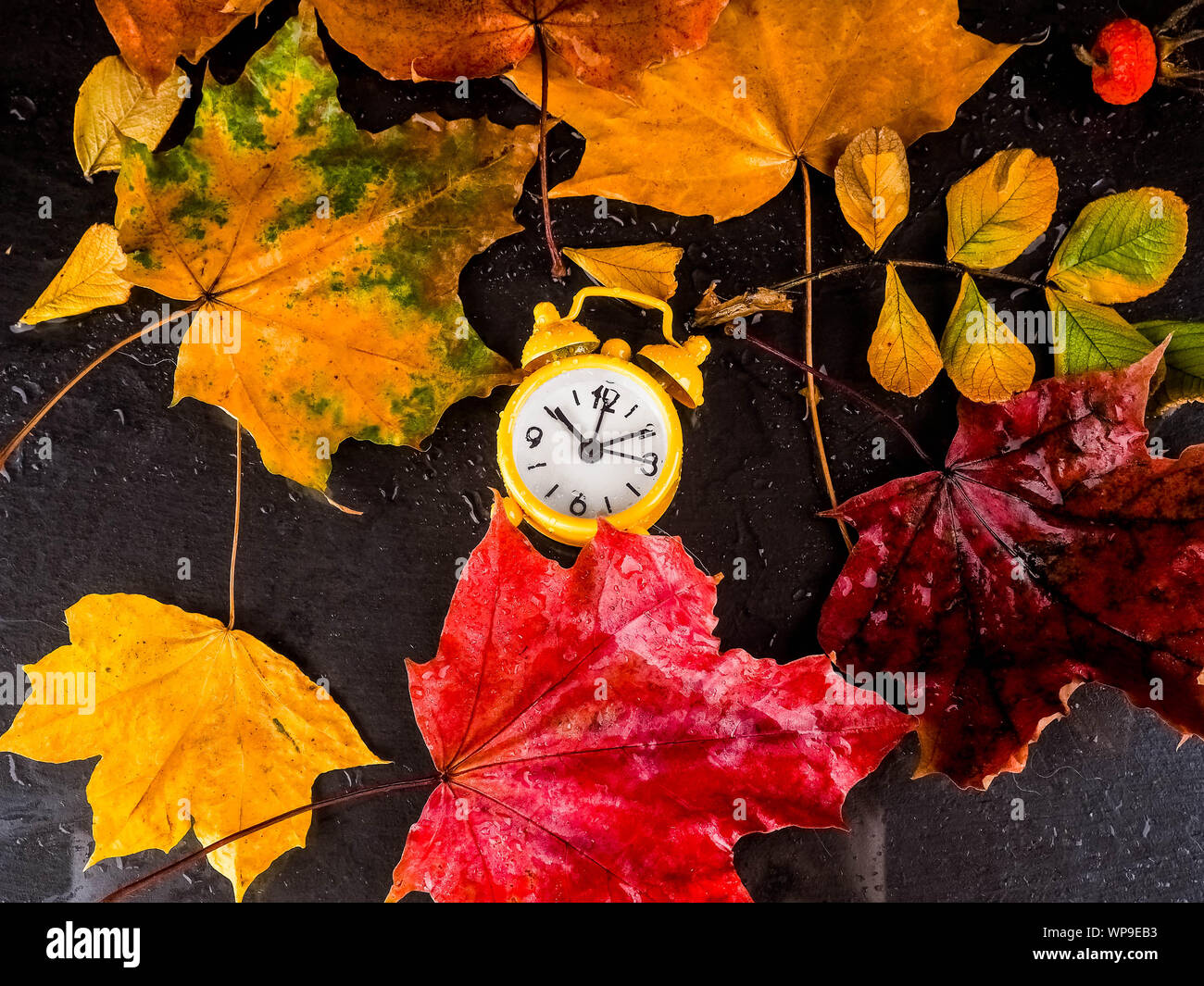 retro yellow clock and yellow autumn leaves on a black background ...