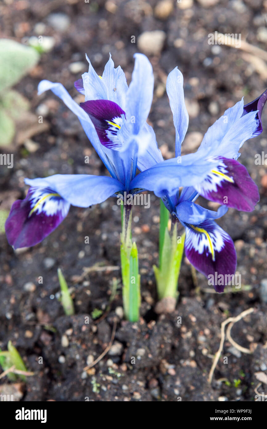 Iris reticulata Halkis flower growing on ground Stock Photo - Alamy