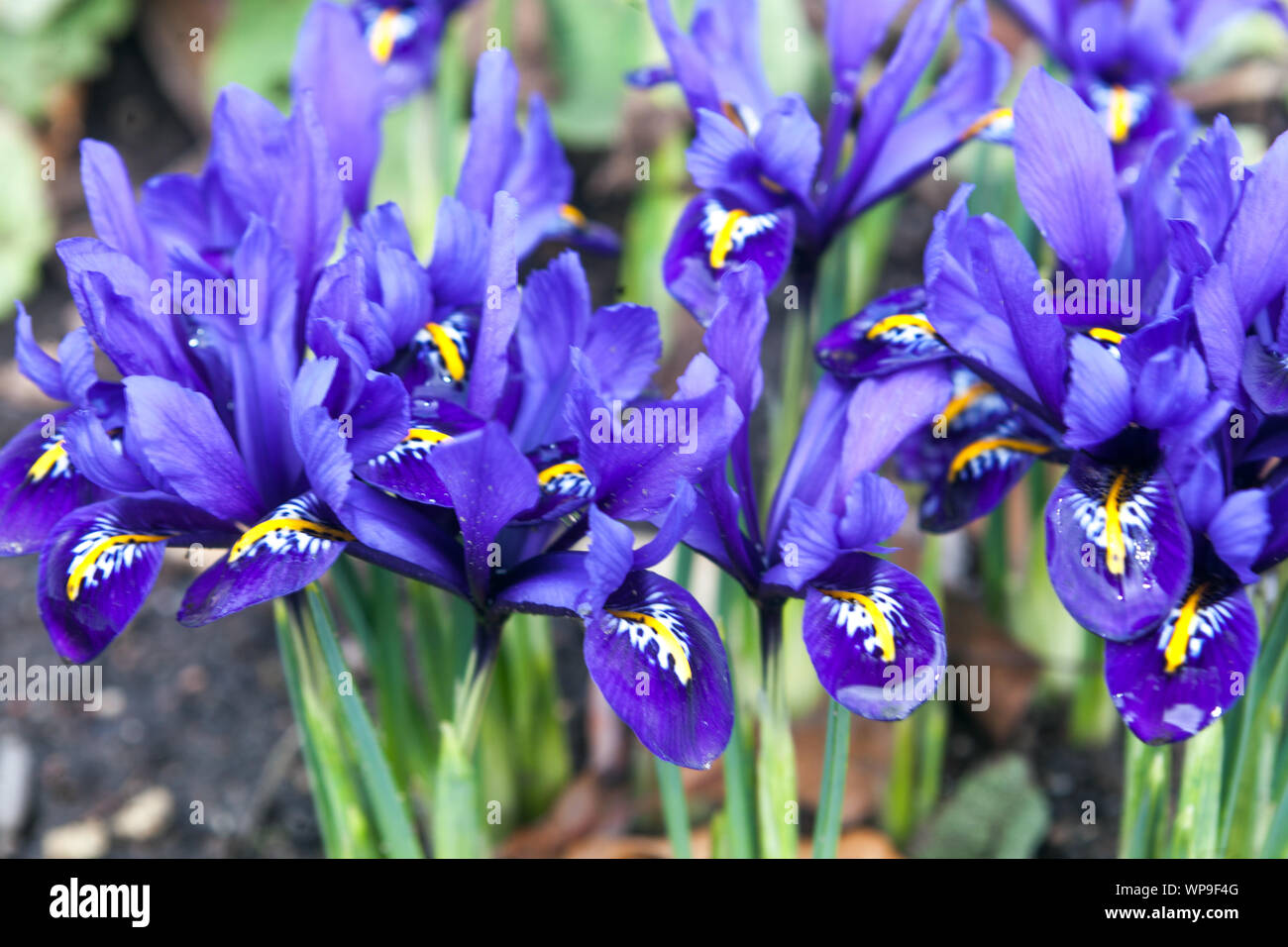 Iris reticulata Pixie blue flowers Stock Photo - Alamy
