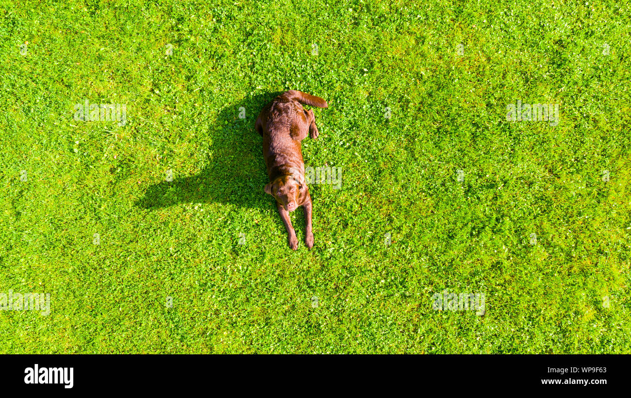 Labrador lying in the sun hi-res stock photography and images - Alamy