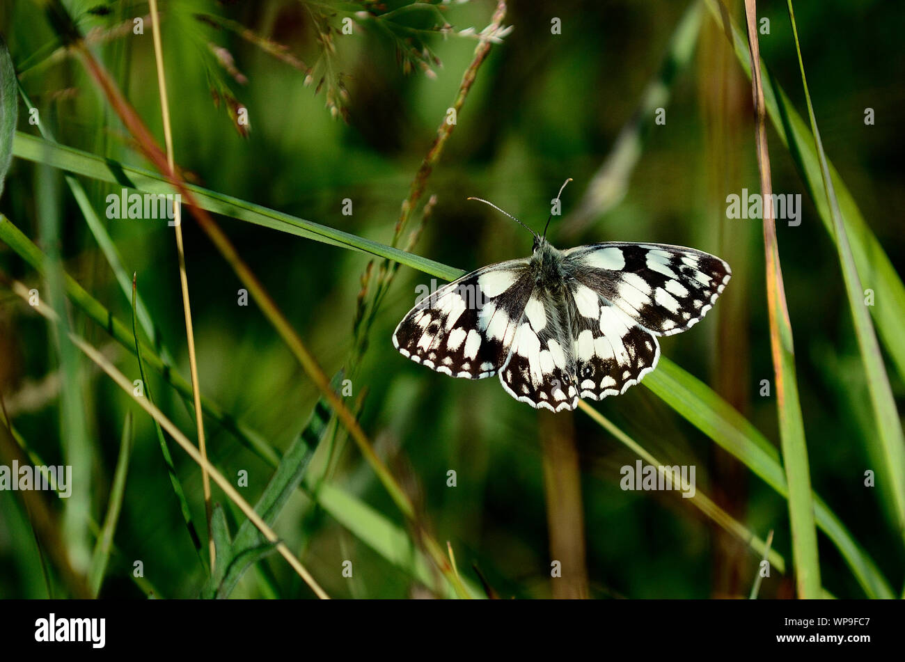 Intricate marbled detail hi-res stock photography and images - Alamy