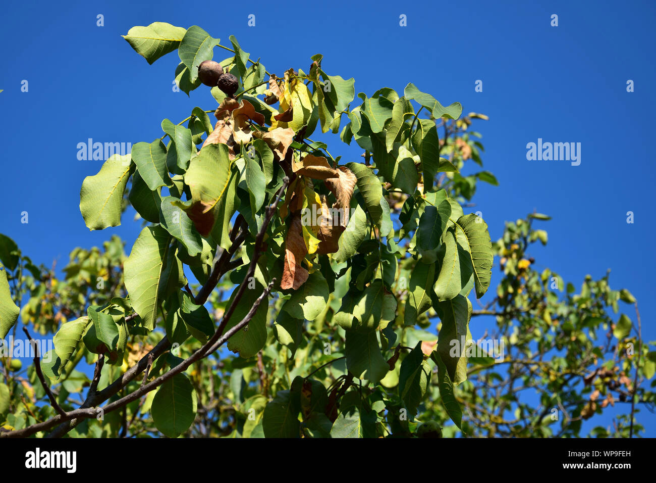 Damage leaves walnut tree hi-res stock photography and images - Alamy