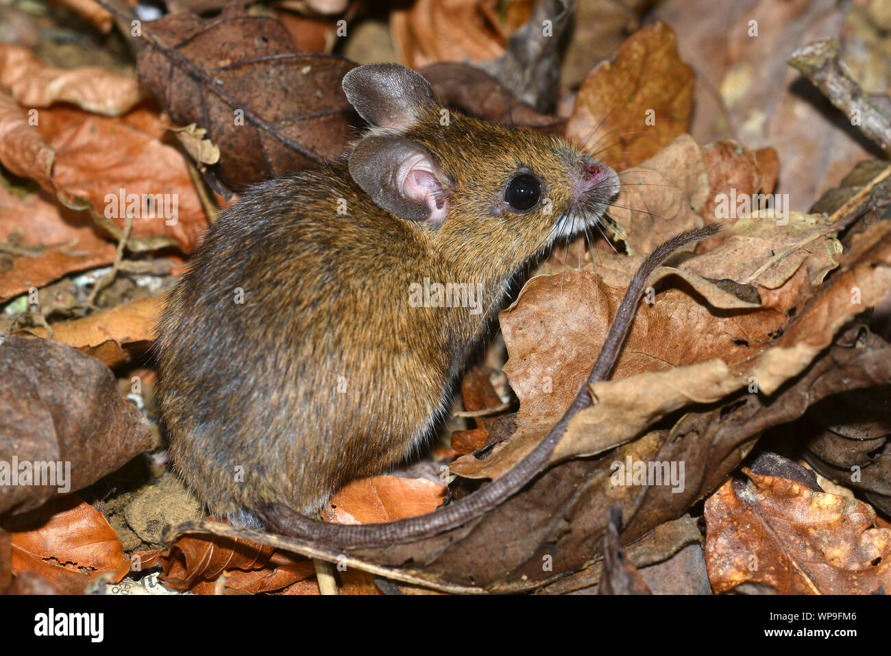 wood mouse apodemus sylvaticus Stock Photo - Alamy