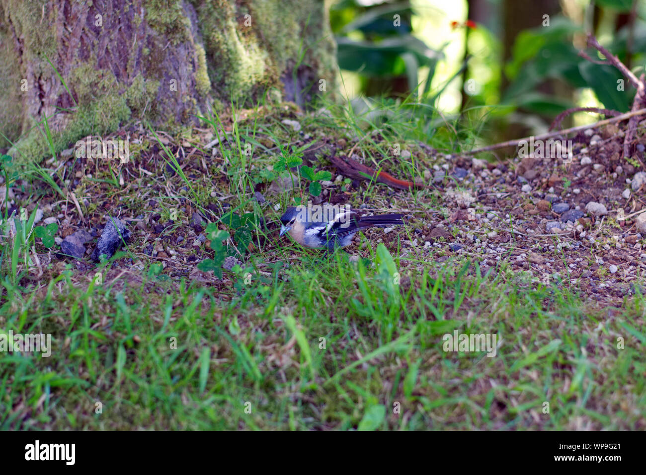 Birds of azores hi-res stock photography and images - Alamy