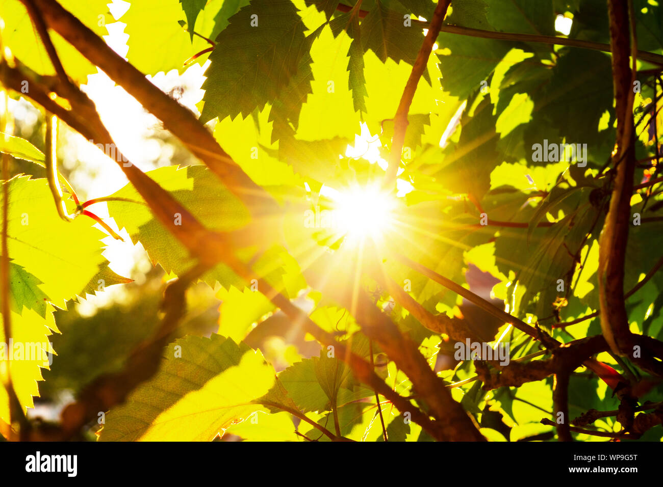 Green leaves with sun ray. Sun beams and green leaves. Fresh tree ...