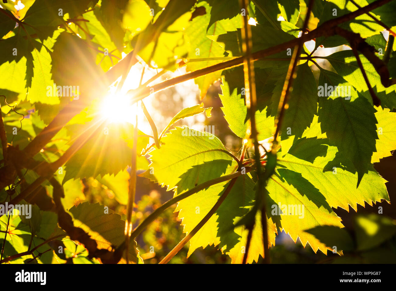 Green leaves with sun ray. Sun beams and green leaves. Fresh tree ...