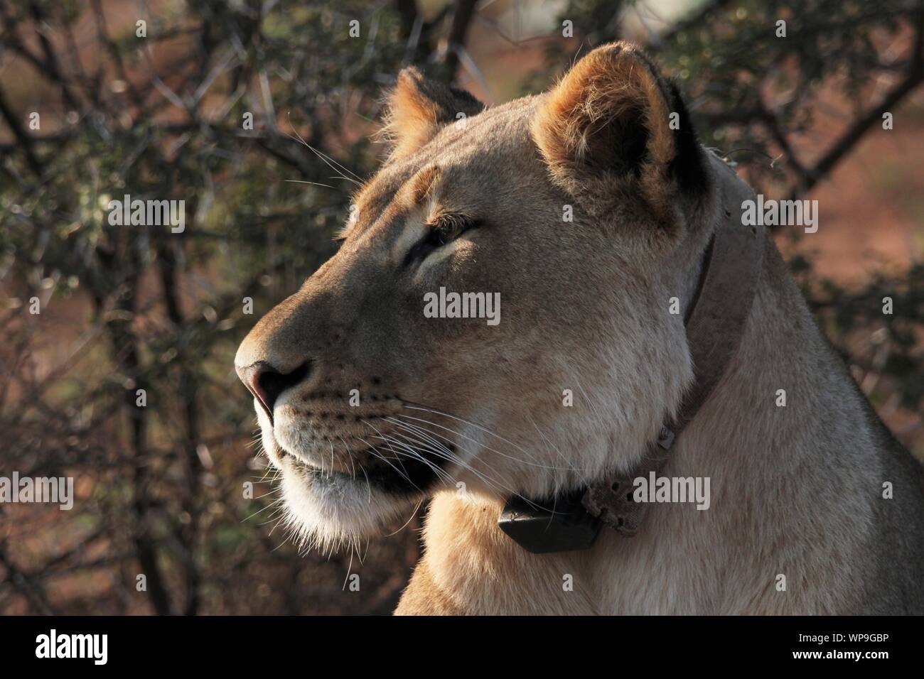 Lioness with ears back hi-res stock photography and images - Alamy