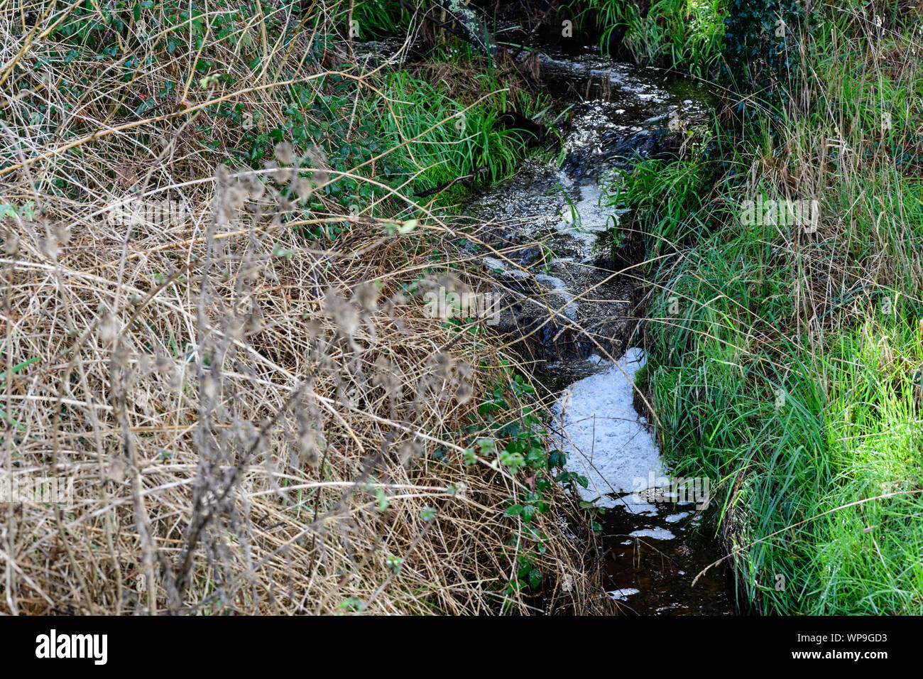 Foam and bubbles from detergent pollution in the stream Stock Photo - Alamy