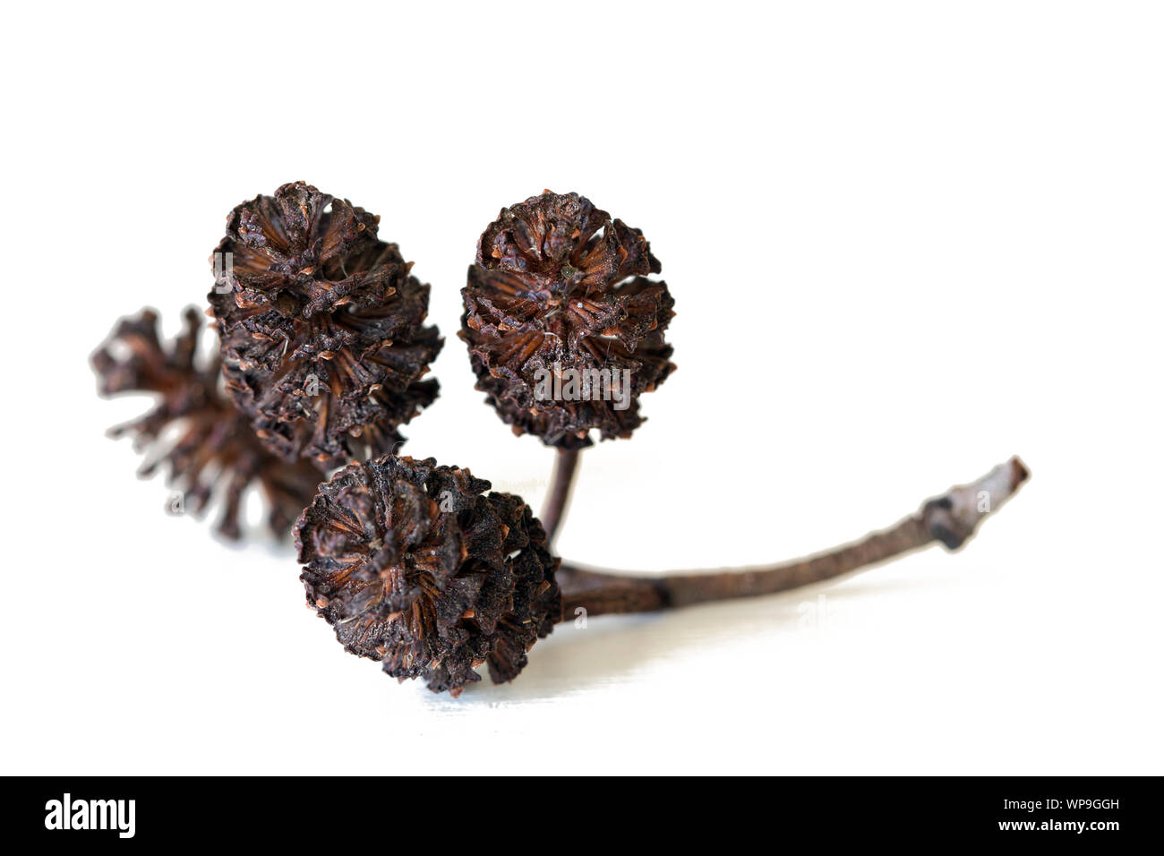 Harvest season autumn Cut Out Stock Images & Pictures - Alamy