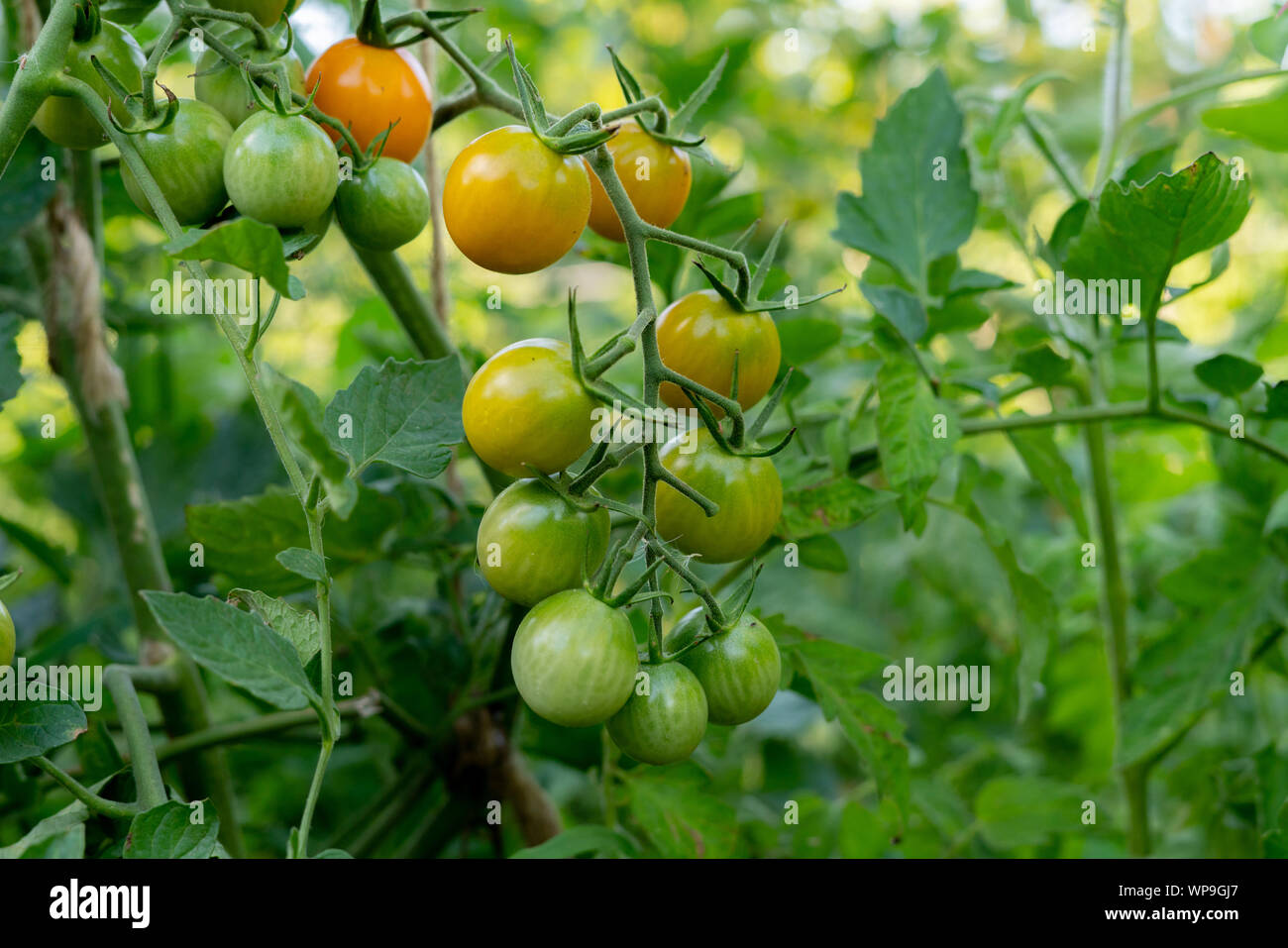 close up organic little cherry tomatoes branch grow in the farms Stock ...