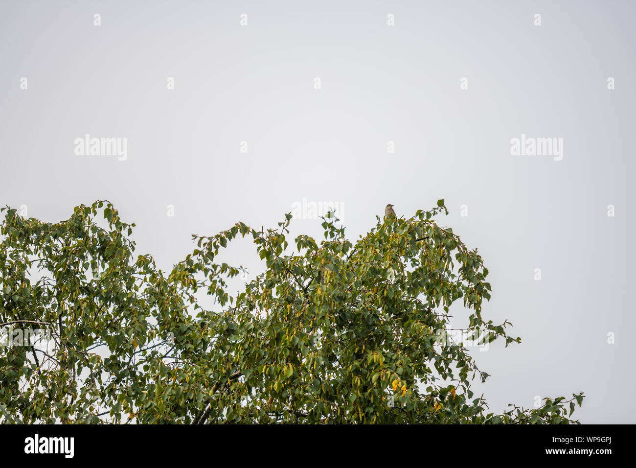 green tree in foggy environment with simple background Stock Photo - Alamy
