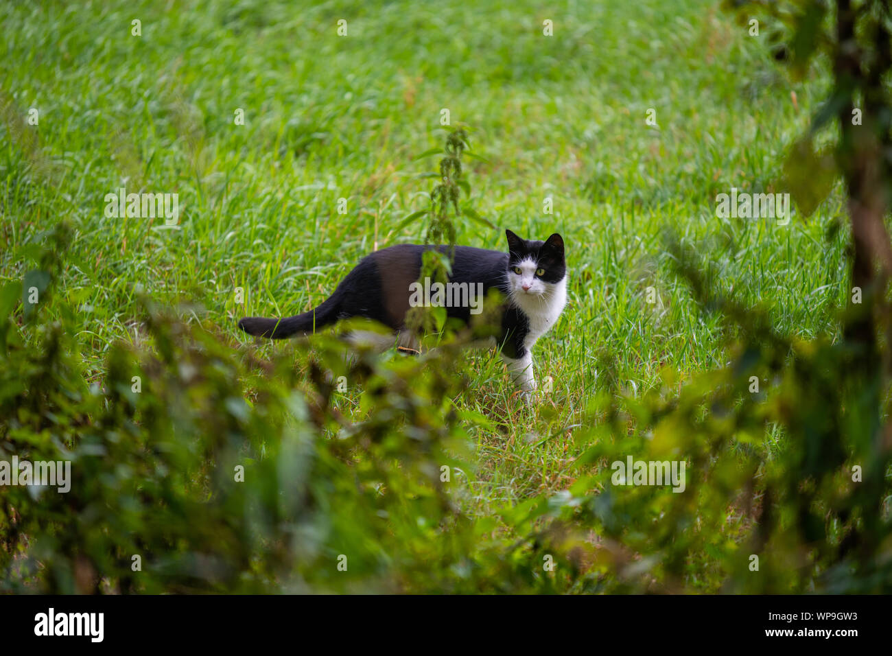 Cat sneaking hi-res stock photography and images - Alamy