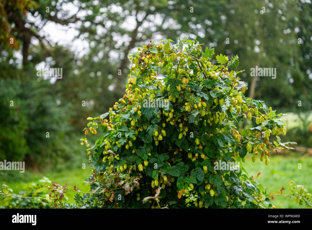 green tree in foggy environment with simple background Stock Photo - Alamy