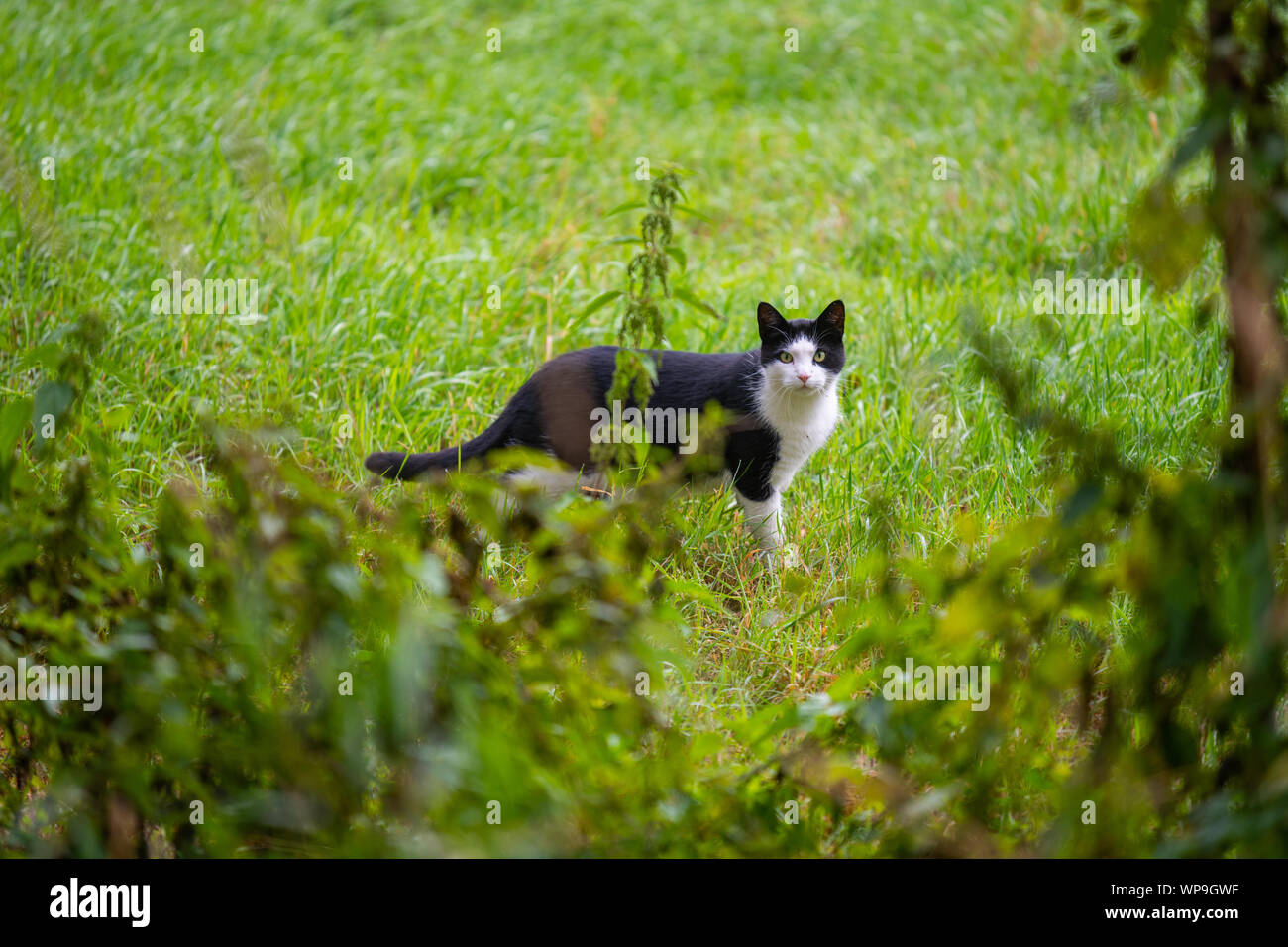 Cat sneaking hunting hi-res stock photography and images - Alamy