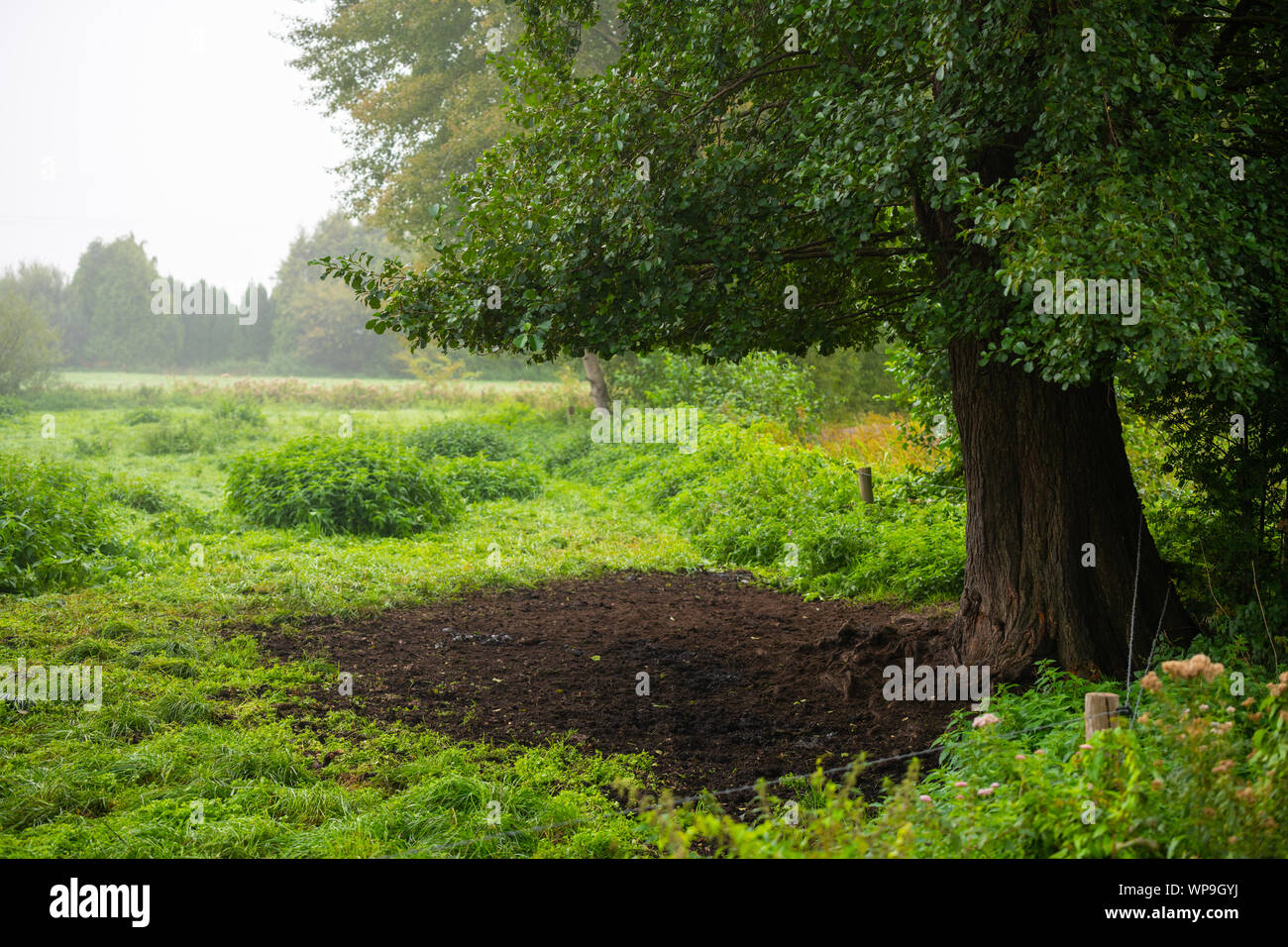 Under a tree is stale ground where cows always rest Stock Photo - Alamy