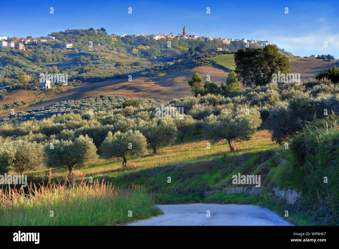 Olive groves in the countryside of southern Italy Stock Photo - Alamy