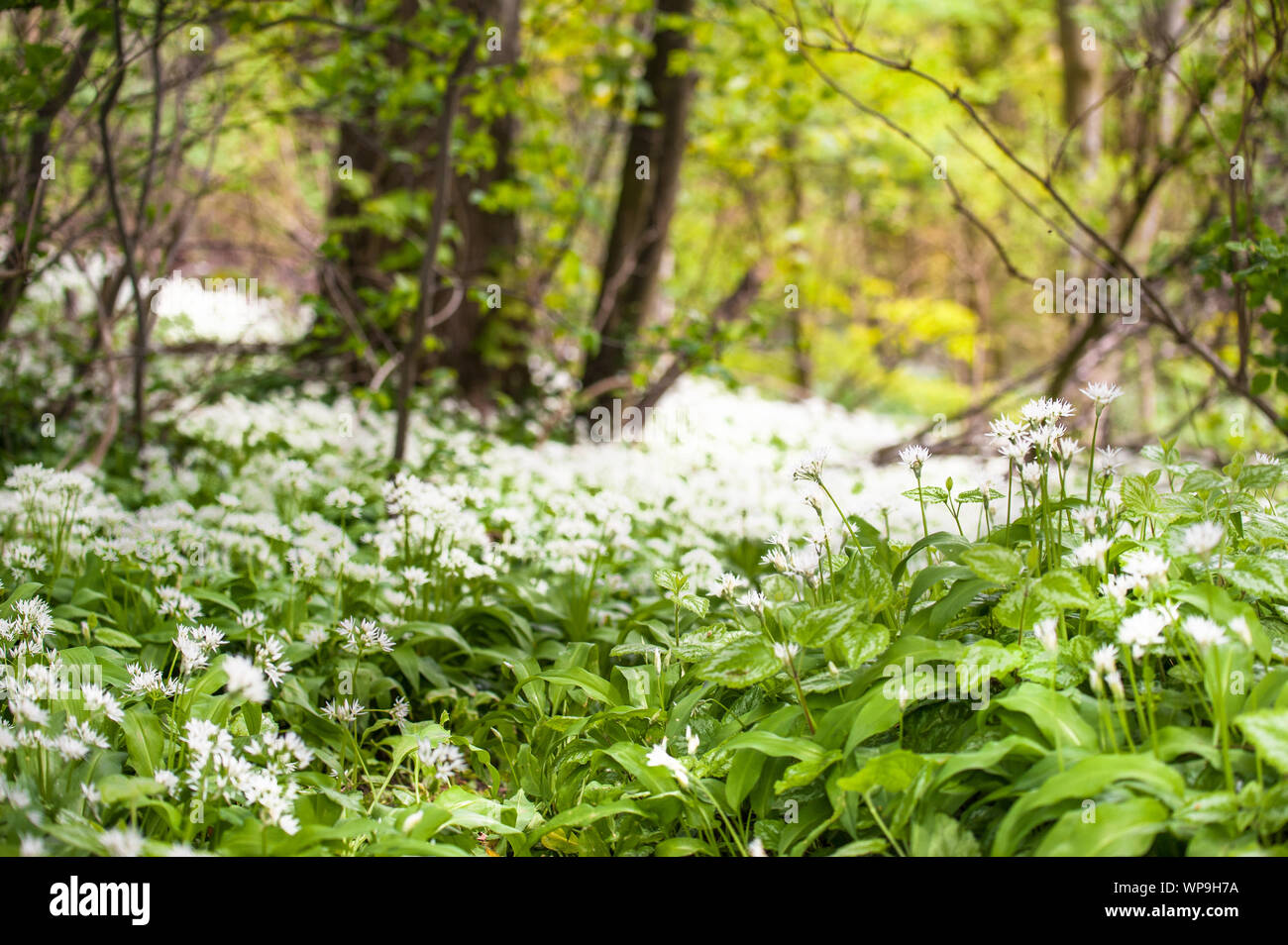 Onion grass hi-res stock photography and images - Alamy