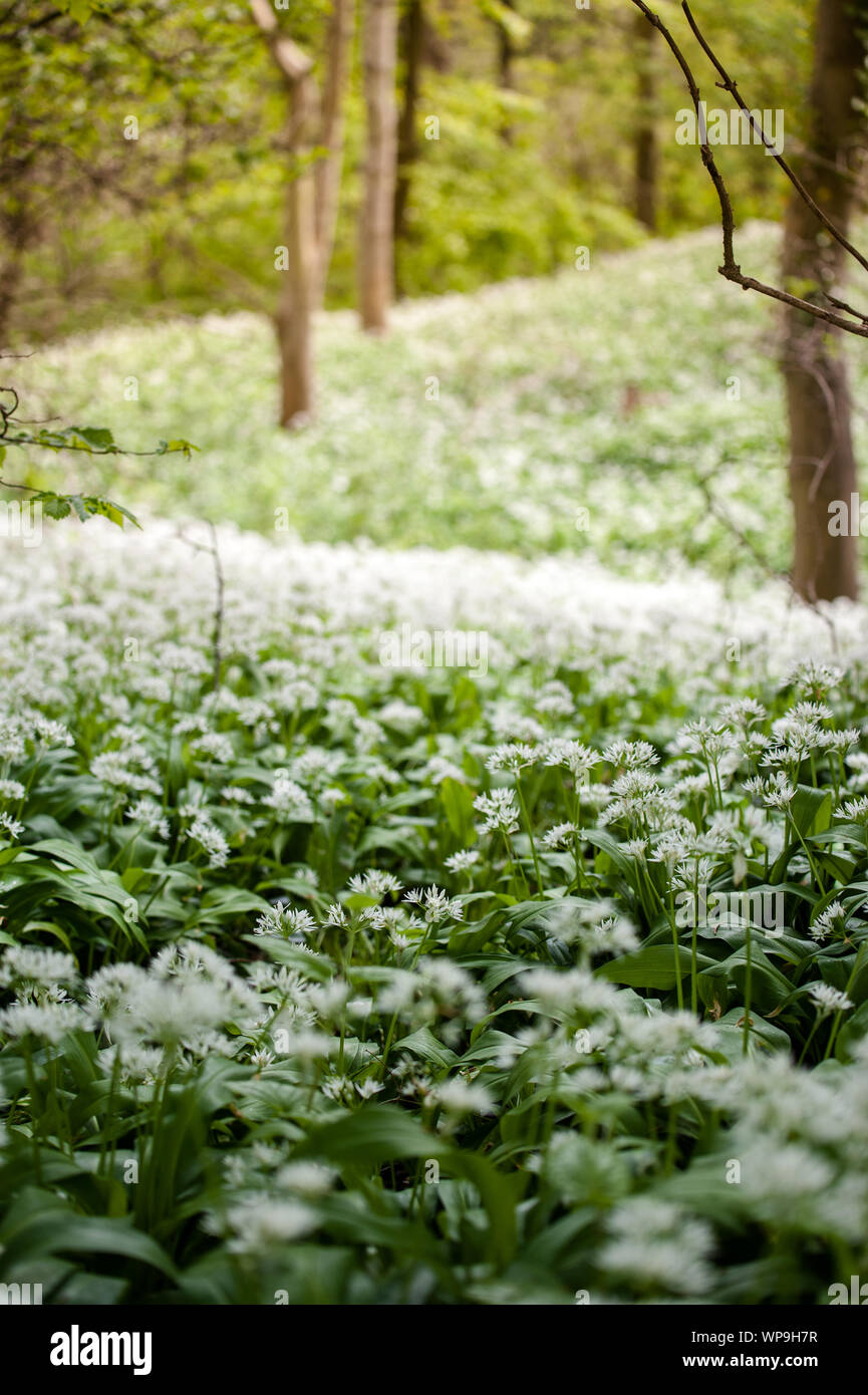 Onion grass hi-res stock photography and images - Alamy