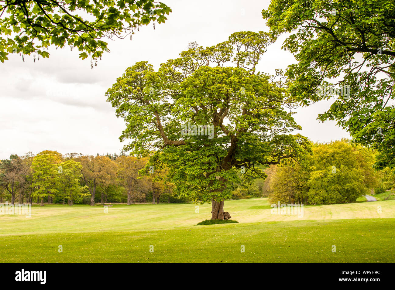 Oak lawn hi-res stock photography and images - Alamy
