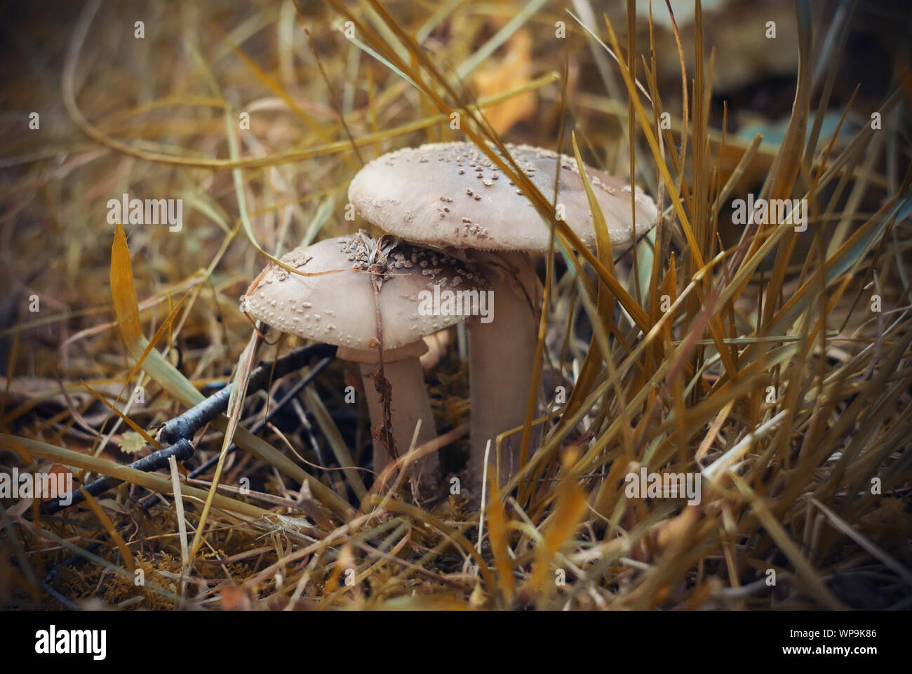 Toadstools in grass hi-res stock photography and images - Alamy