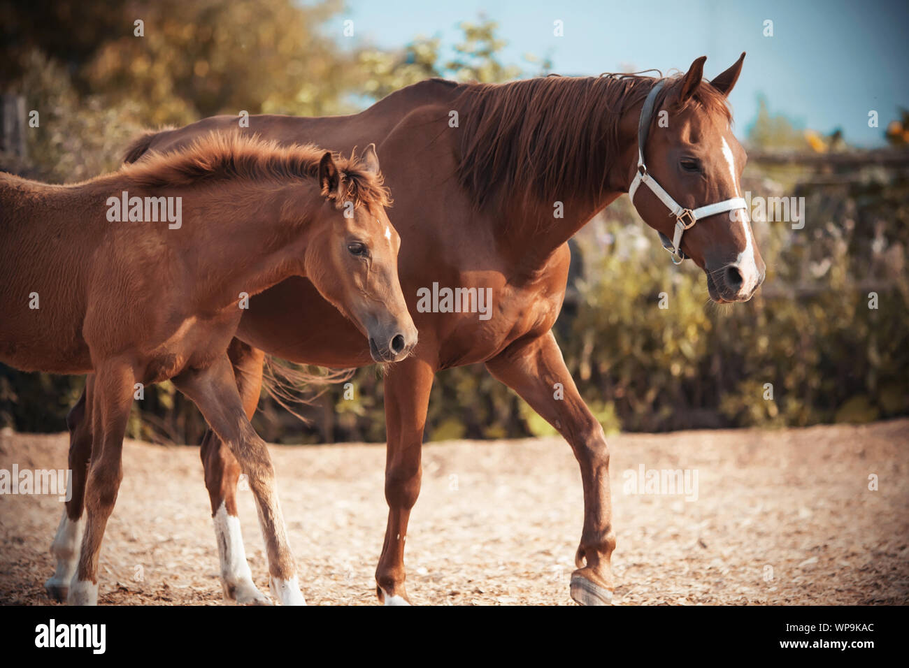 Cute fluffy red colt walks with his mother, whose muzzle is wearing a ...