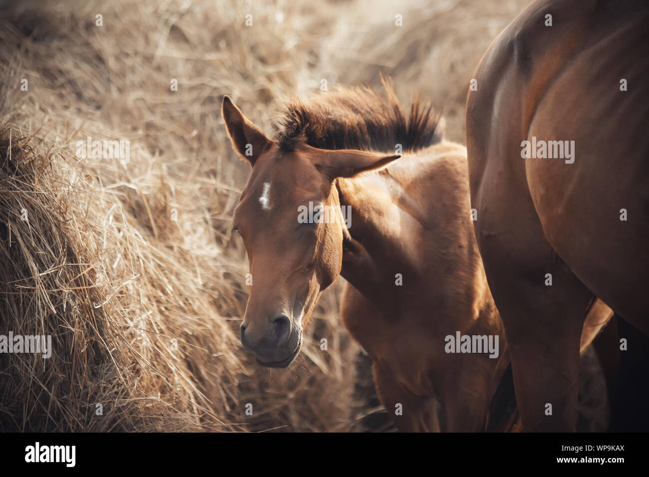 Hay stacks funny hi-res stock photography and images - Alamy