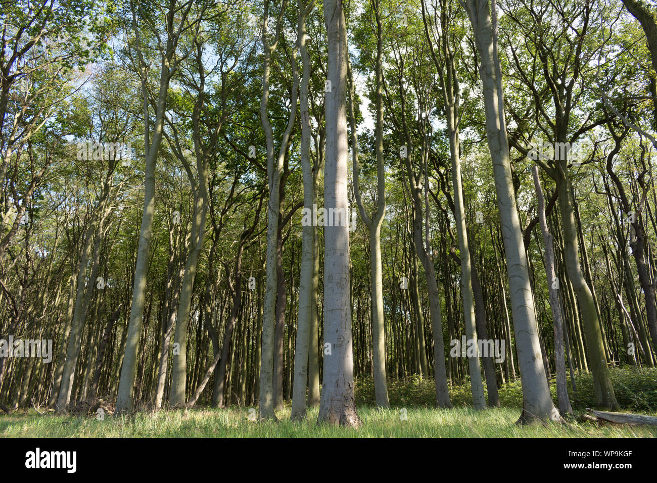 Germany ghost forest hi-res stock photography and images - Alamy