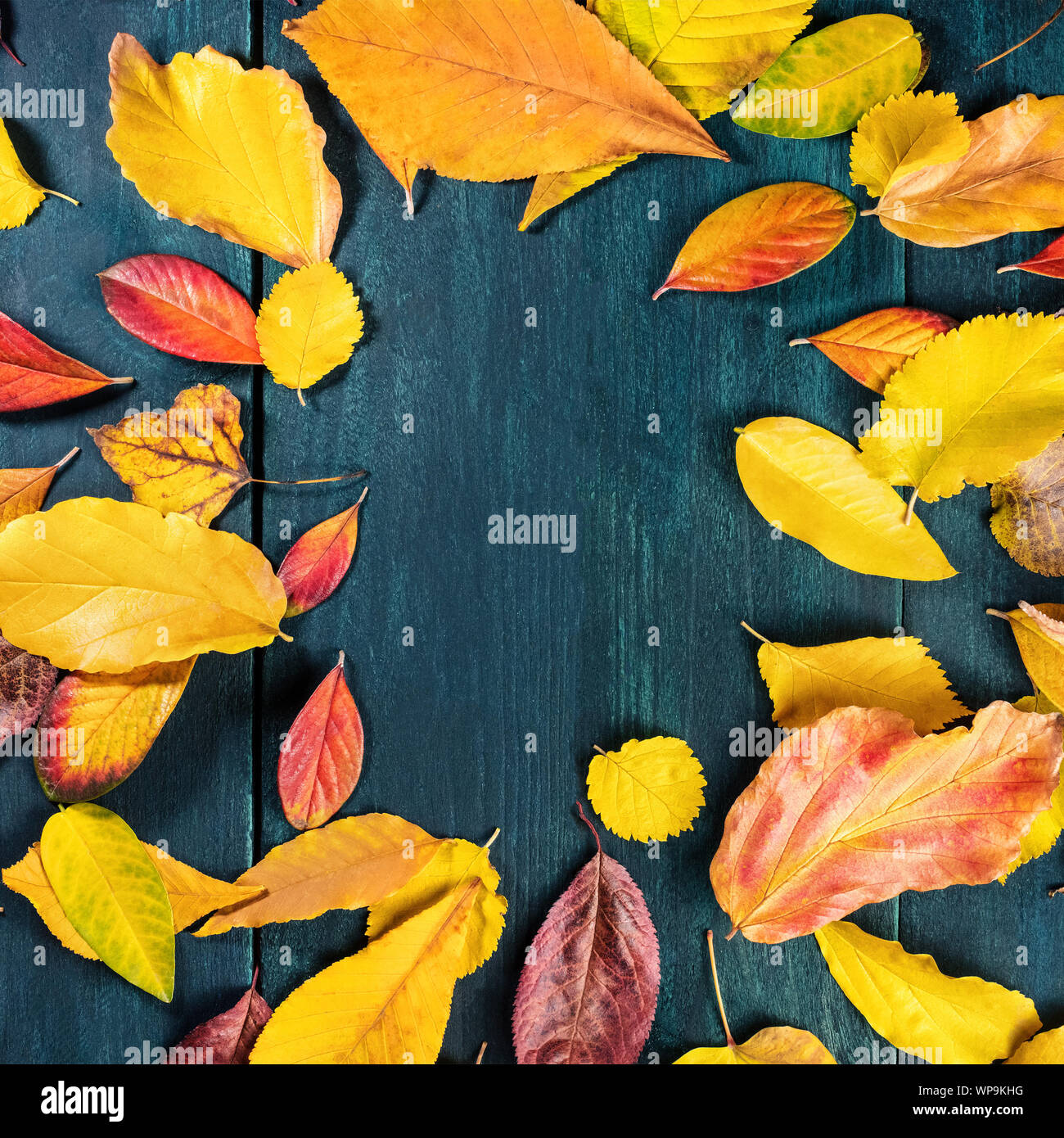 Autumn background with vibrant fall leaves, a design template for a ...