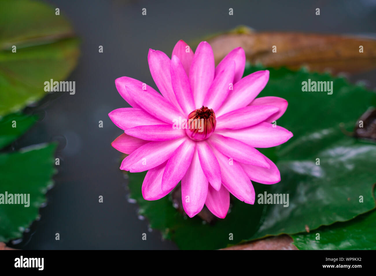 Colorful pink water lily lutis flower in park pond flower garden Stock Photo - Alamy