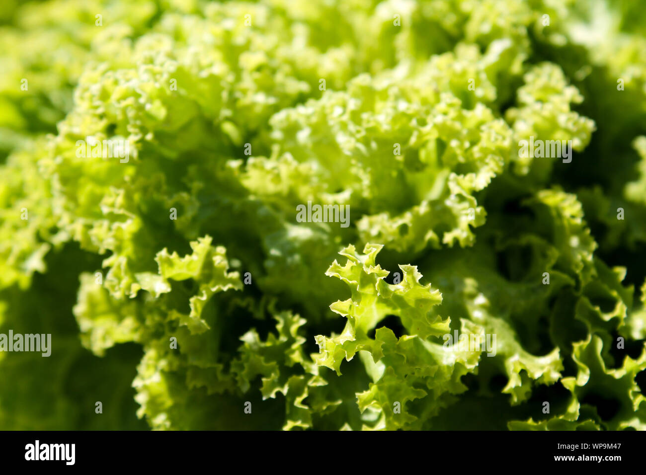 Green lettuce leaves closeup abstract background. Fresh greenery plant ...
