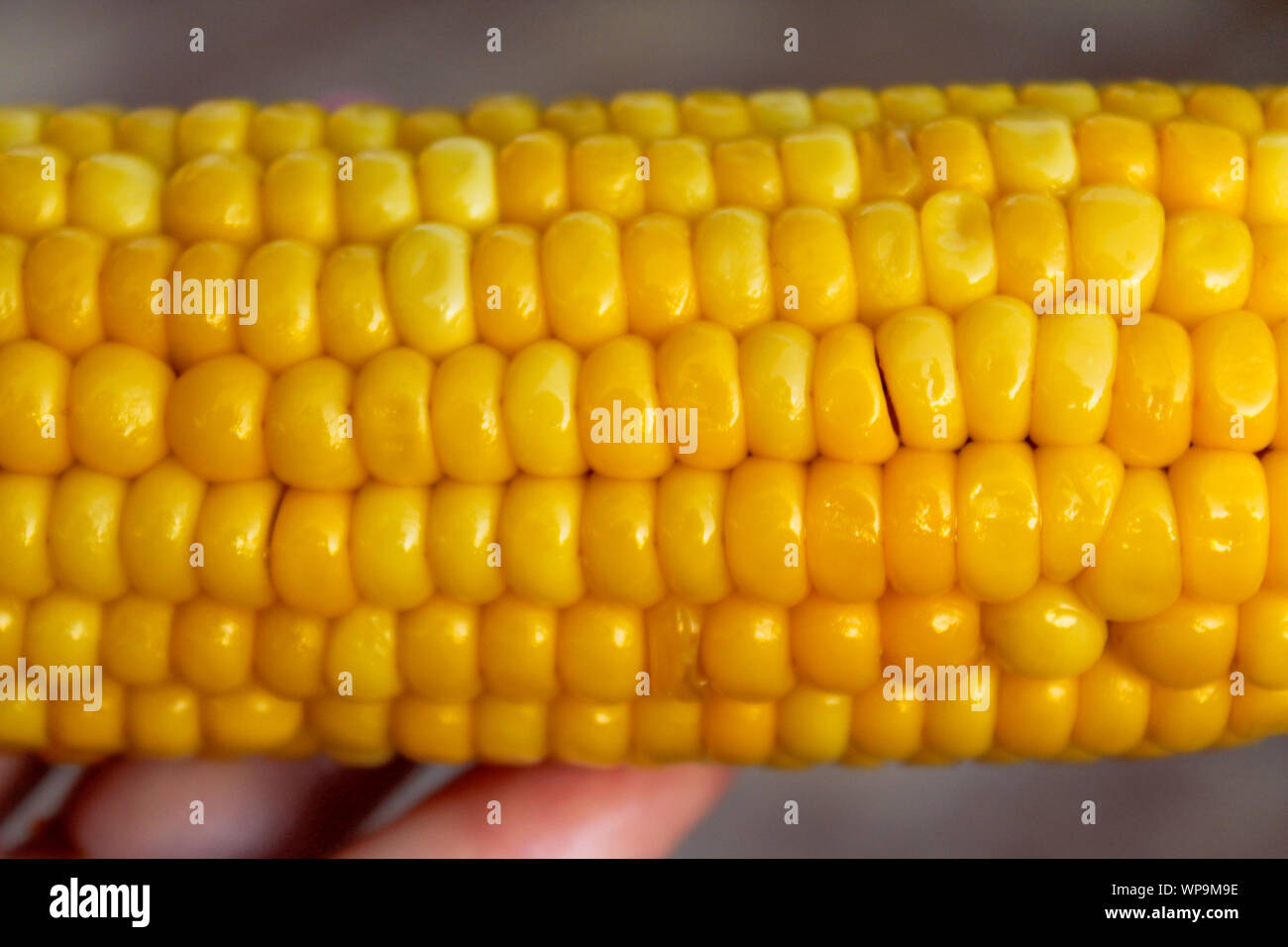 Bright yellow buttered corn cob in womans' hand. Closeup of shiny ...
