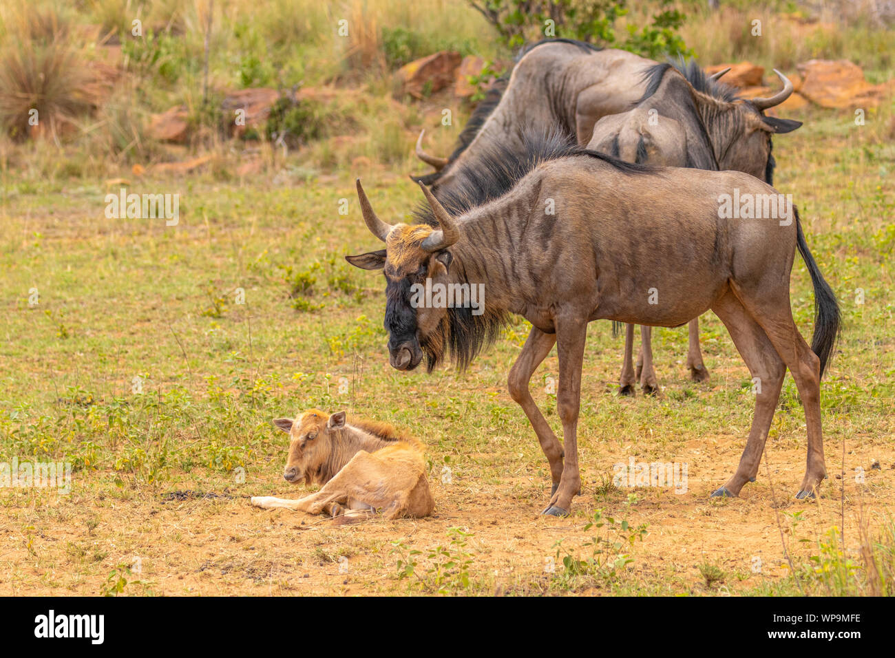 Antelope calf hi-res stock photography and images - Alamy