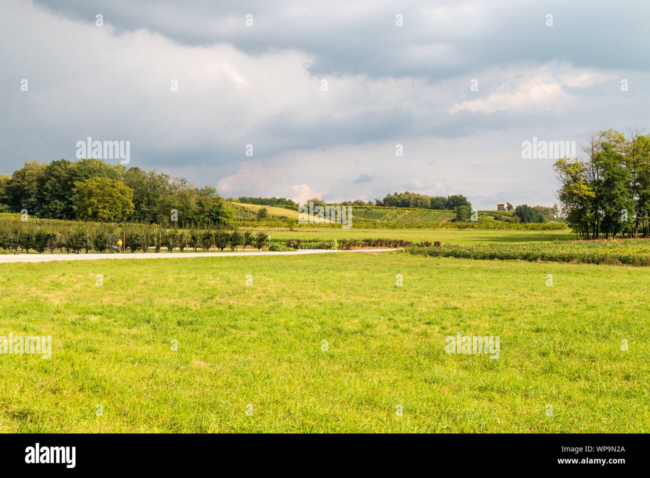 Rice growing italy hi-res stock photography and images - Alamy
