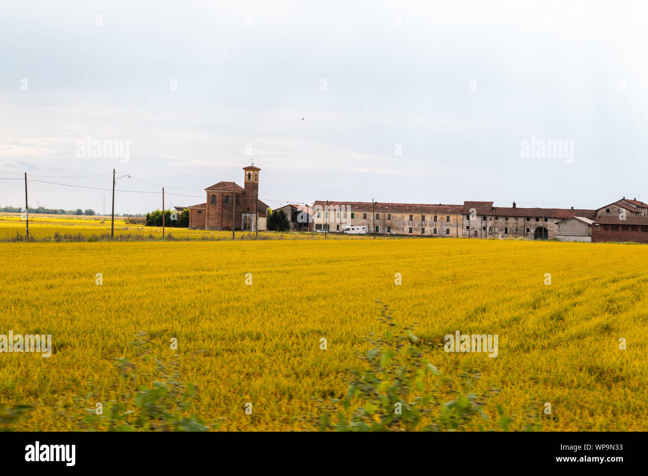 Rice growing italy hi-res stock photography and images - Alamy