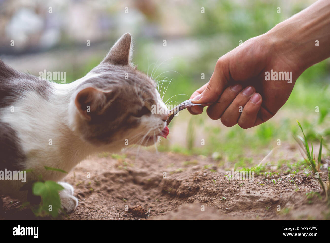 they need your help! person feeds a homeless cat with fish, take care ...
