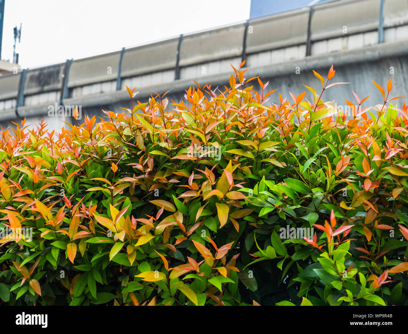 Beautiful bush with two-color leaves with skytrain railway background ...