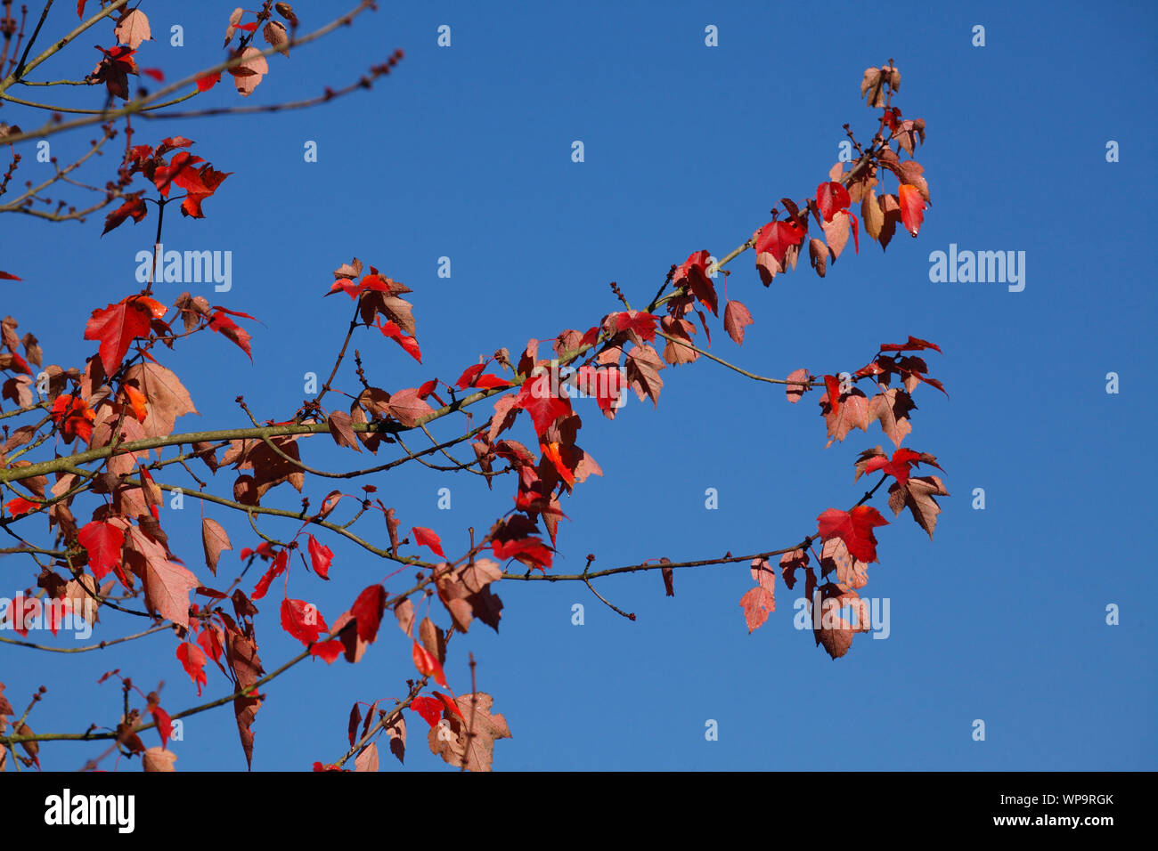 red discolored maple leaves on a tree Stock Photo - Alamy