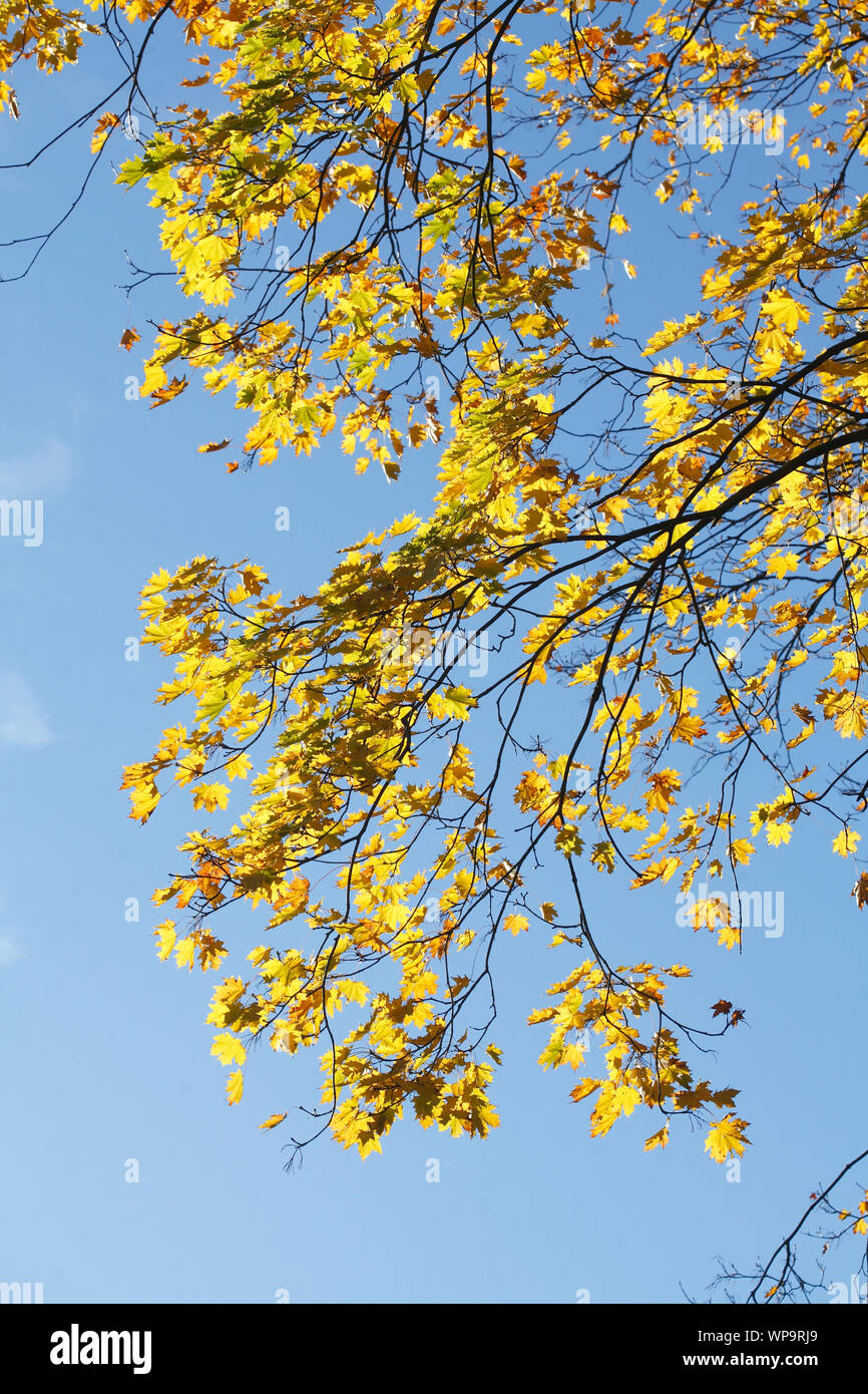 yellow discolored maple leaves on a tree Stock Photo - Alamy