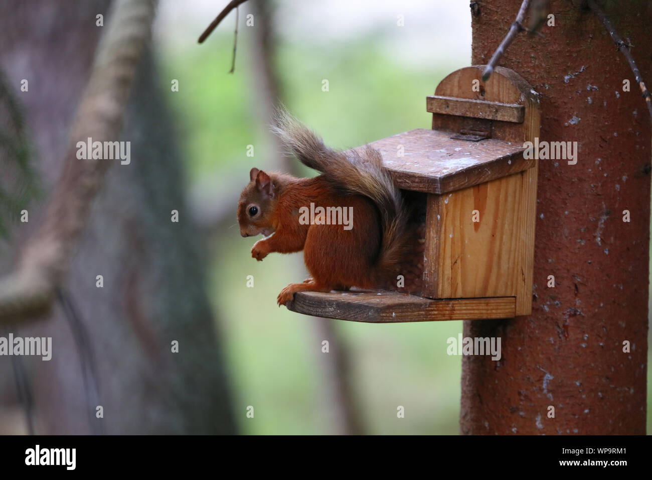 Red squirrel nut feeder box hi-res stock photography and images - Alamy