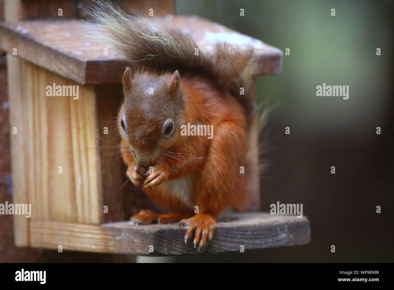 Red squirrel nut feeder box hi-res stock photography and images - Alamy