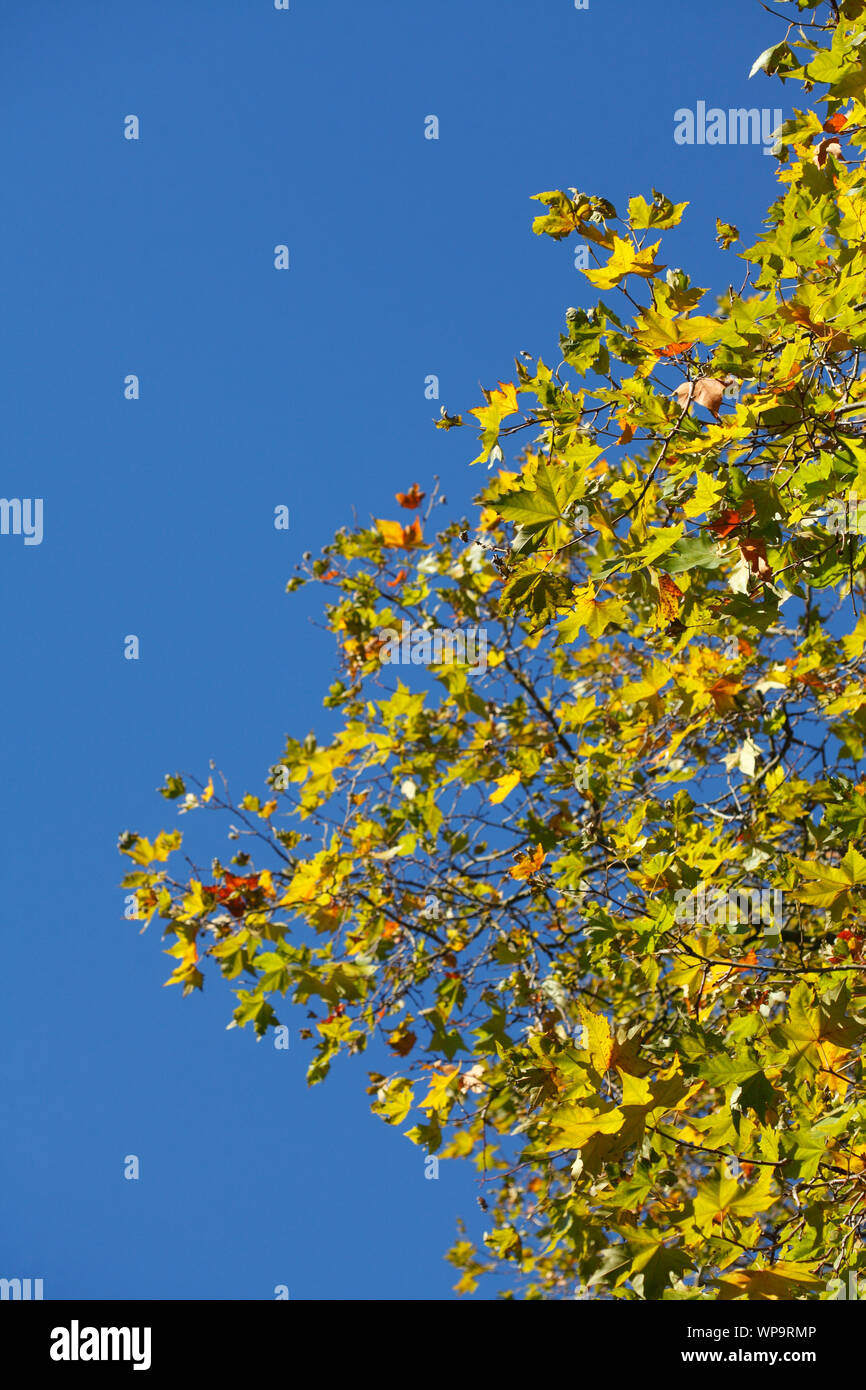 yellow discolored maple leaves on a tree Stock Photo - Alamy
