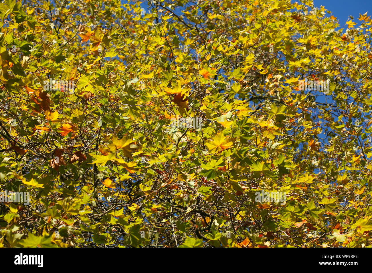 yellow discolored maple leaves on a tree Stock Photo - Alamy